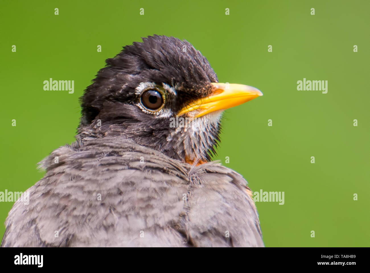 American robin portrait hi-res stock photography and images - Alamy