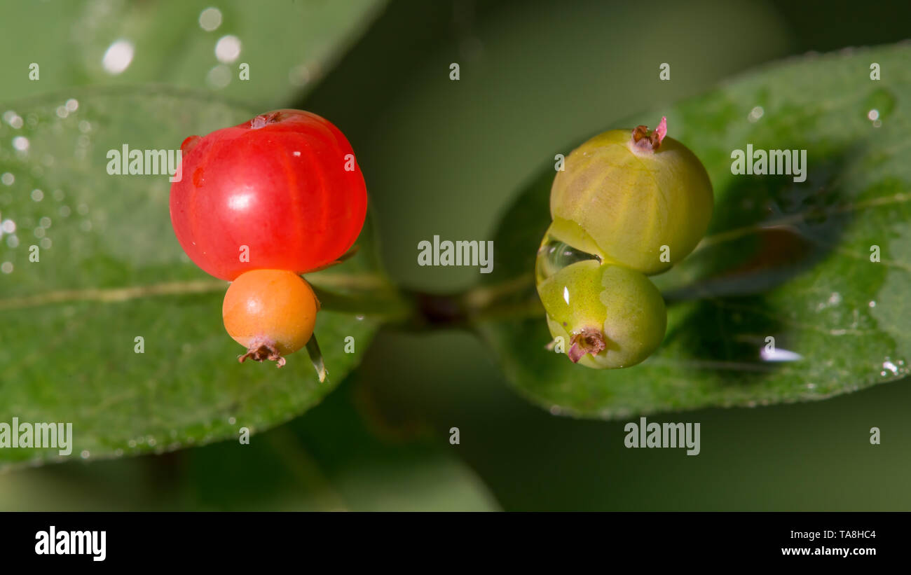 Extreme close up of rain watered red ripe berries next to green ...