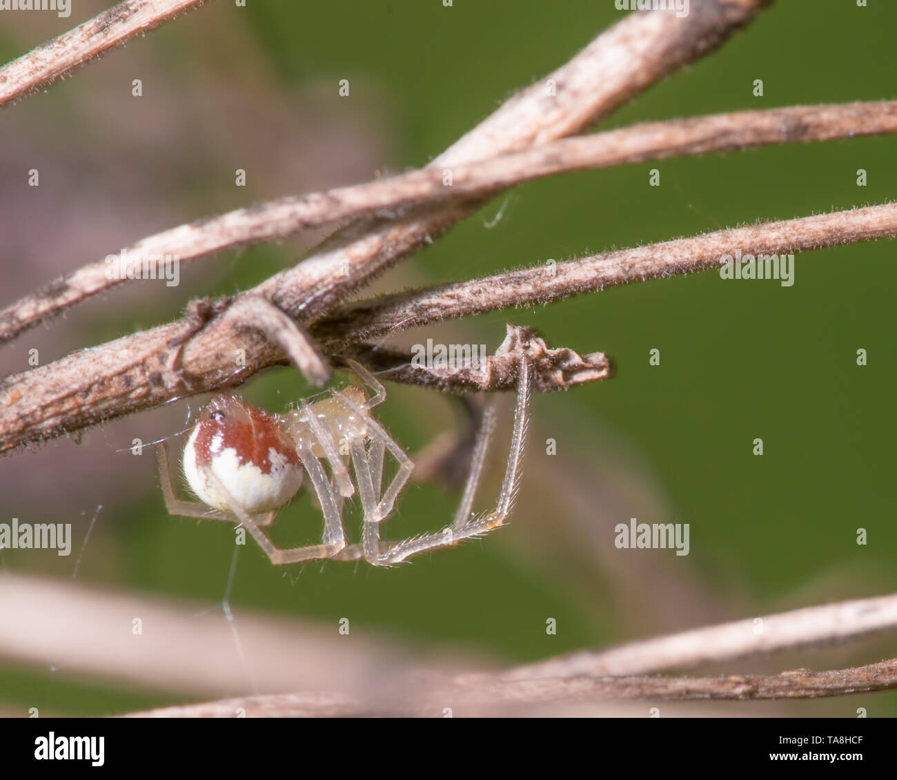 Extreme closeup of backyard white spider species - on a shrub in ...