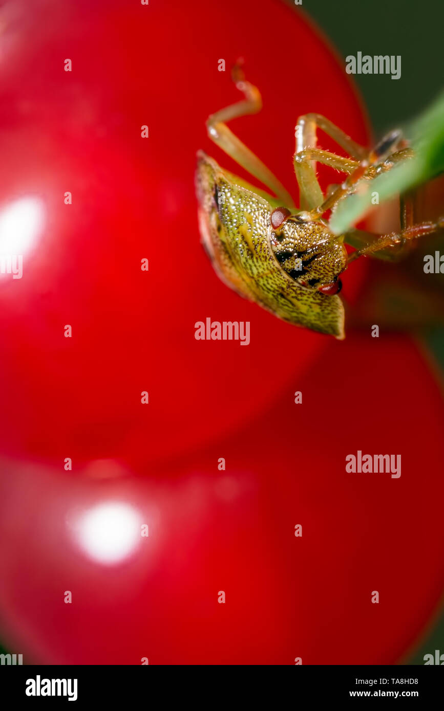 Extreme close up of red berries from a bush with a stink bug species on ...