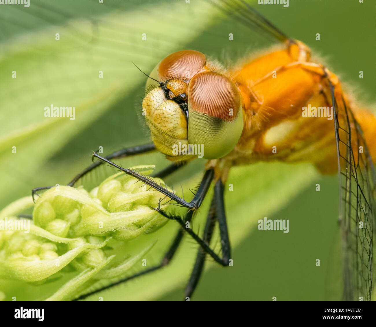 Species of meadowhawk dragonfly - extreme closeup of face and eyes ...
