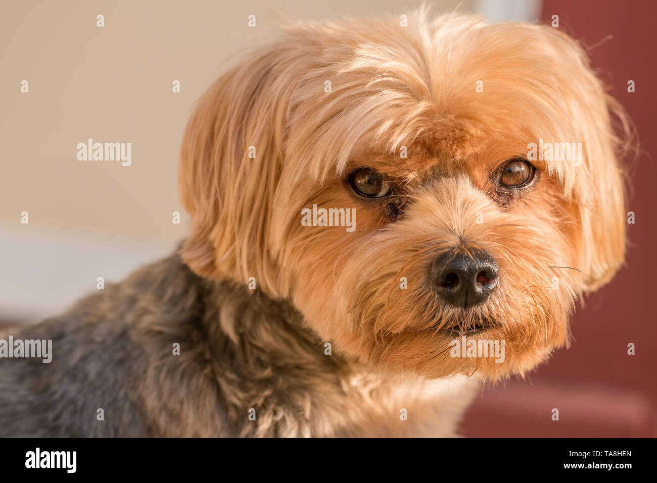Pure yorkie hi-res stock photography and images - Alamy