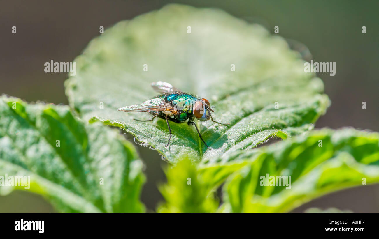Fly on a leaf - great detail of face, thorax, and wings Stock Photo - Alamy