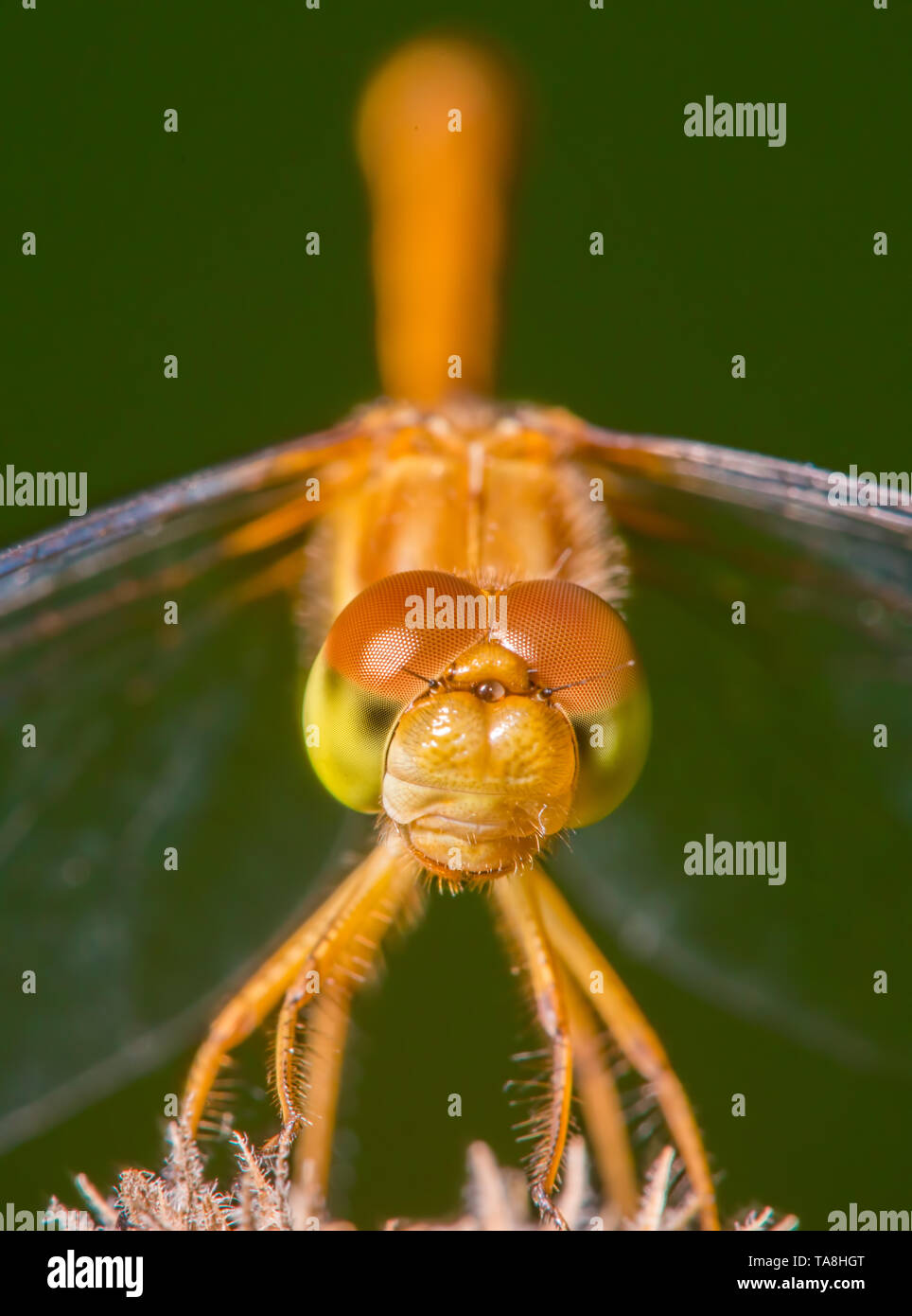 Species of meadowhawk dragonfly - extreme closeup of face and eyes ...