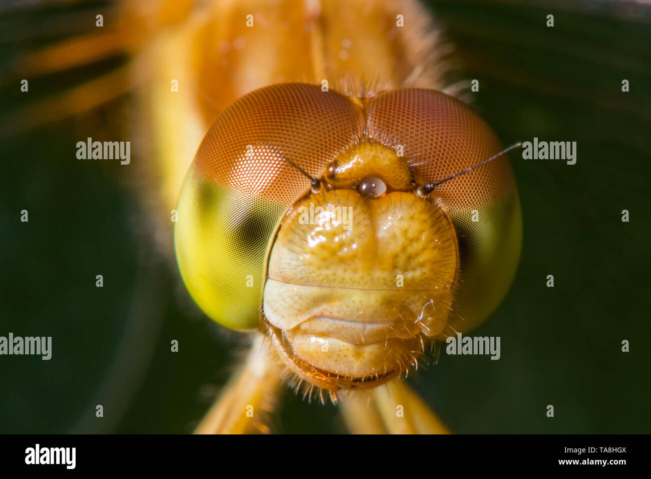 Species of meadowhawk dragonfly - extreme closeup of face and eyes ...