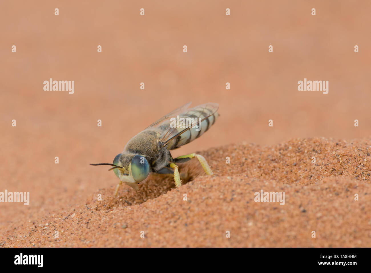 American sand wasp hi-res stock photography and images - Alamy