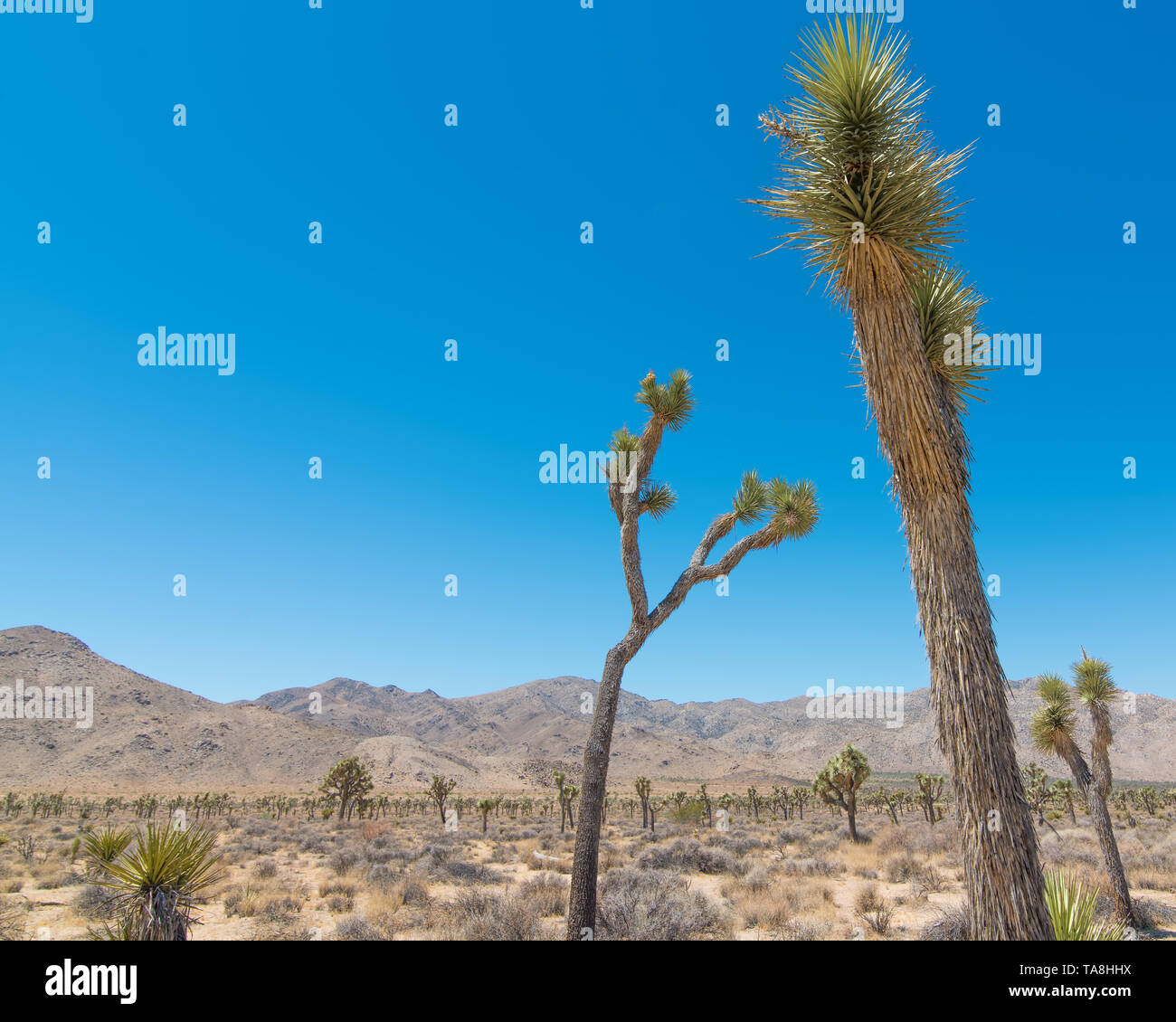 Joshua Tree National Forest - Landscape of park that contains desert ...
