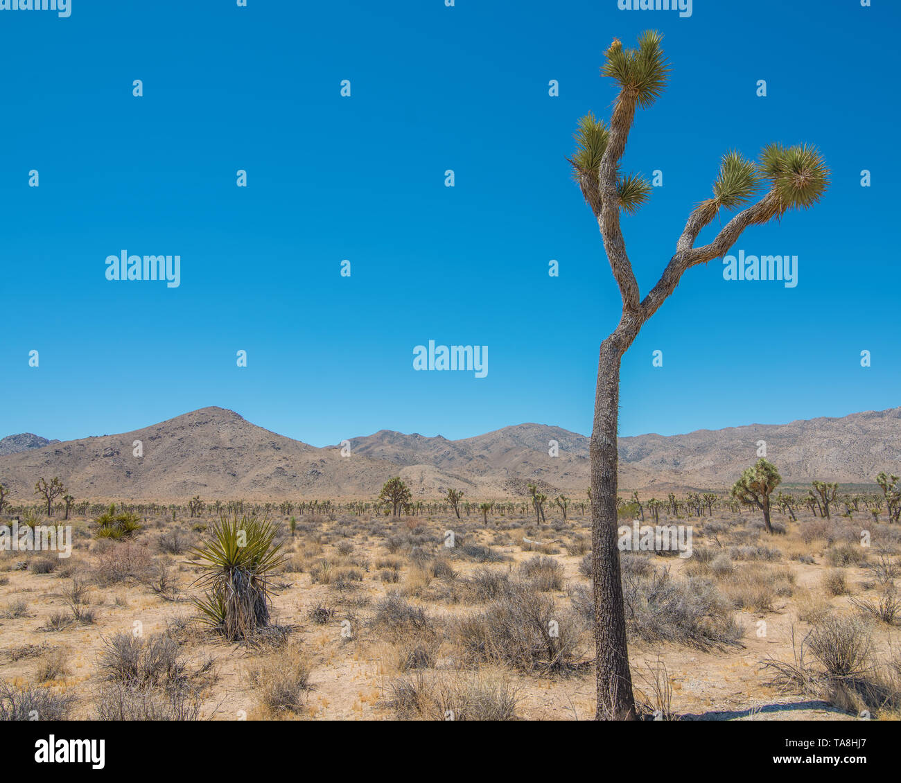 Joshua Tree National Forest - Landscape of park that contains desert ...