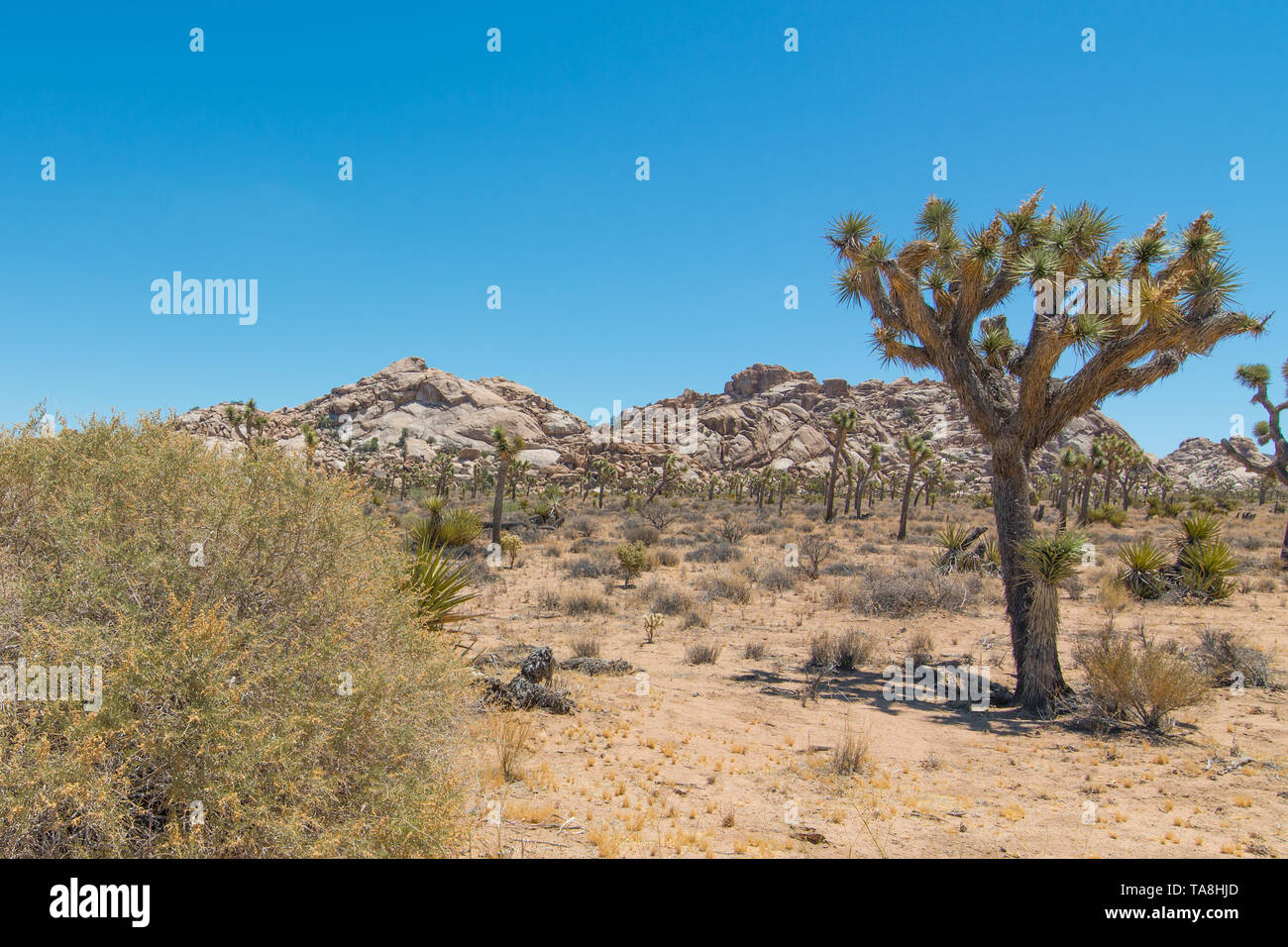 Joshua Tree National Forest - Landscape of park that contains desert ...