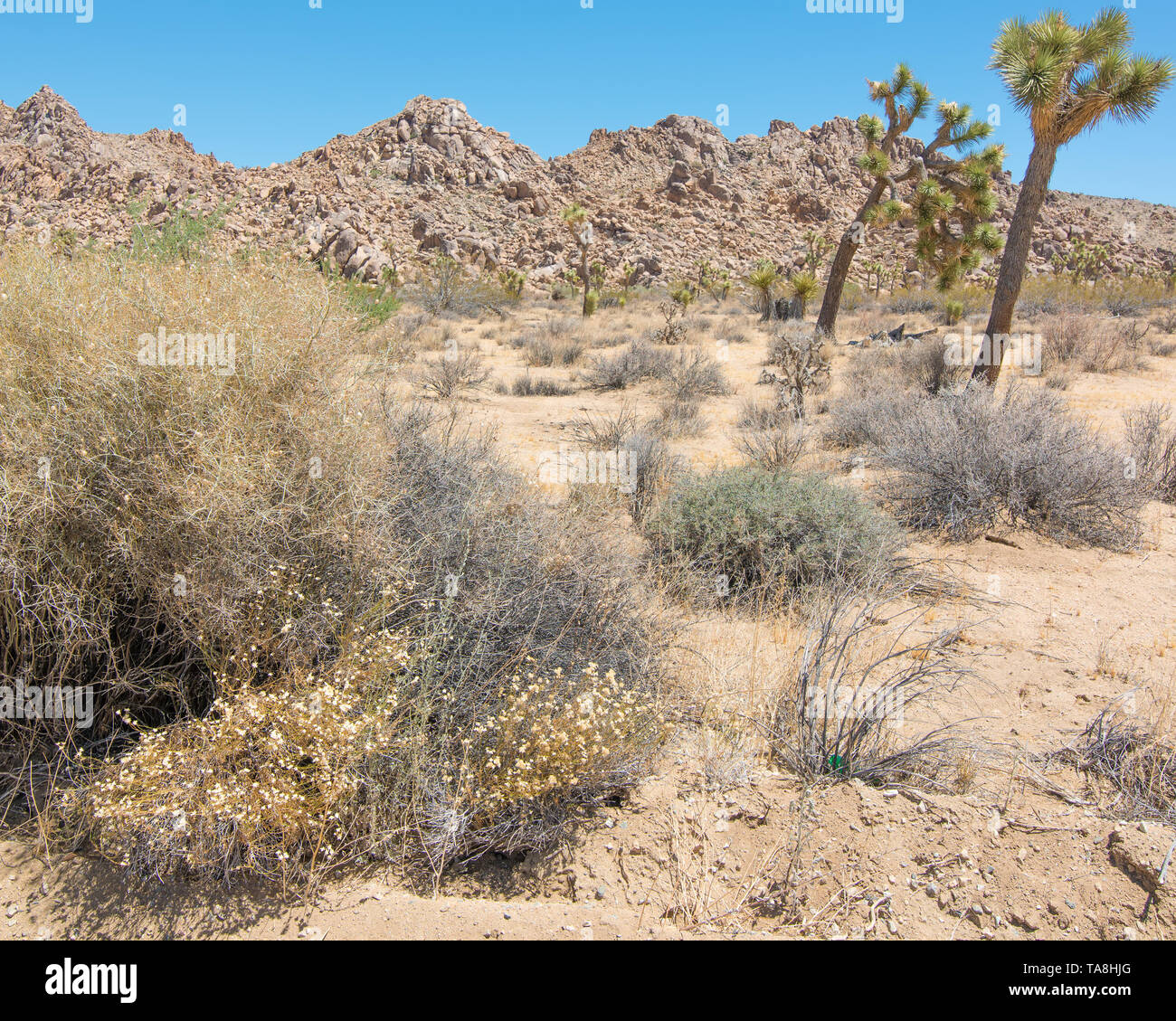 Joshua Tree National Forest - Landscape of park that contains desert ...