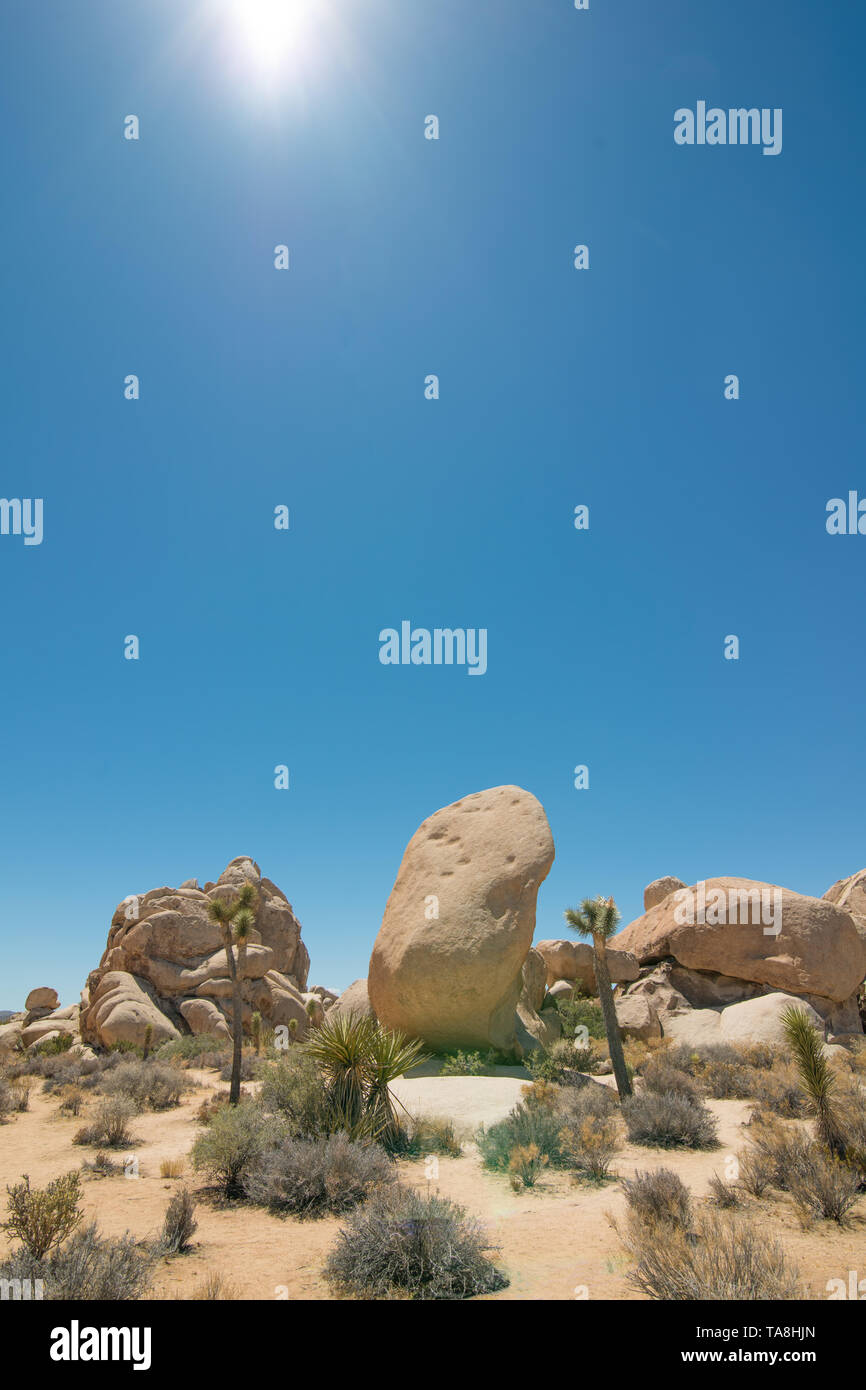 Joshua Tree National Forest - Landscape of park that contains desert ...