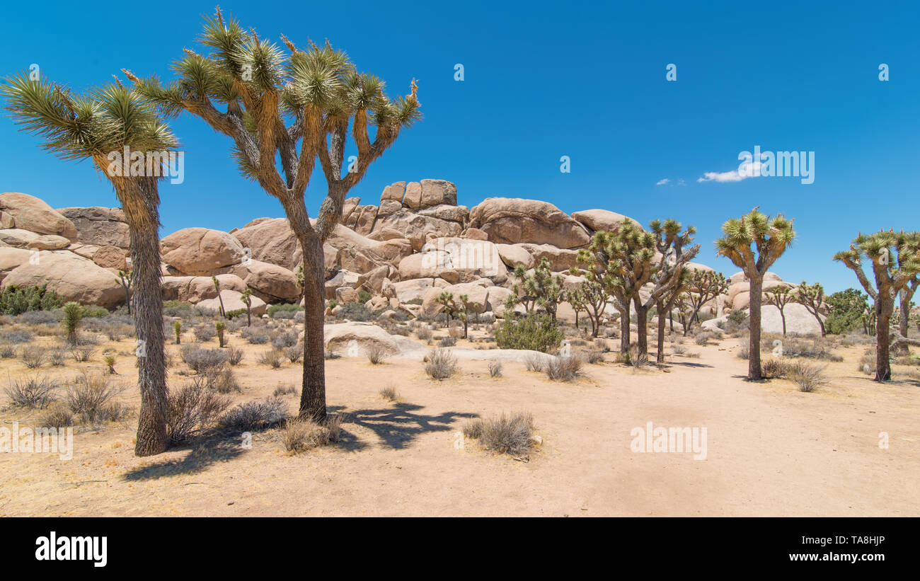 Joshua Tree National Forest - Landscape of park that contains desert ...