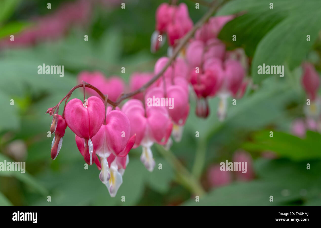 Bleeding hearts, perfect little pink and white flowers in the shape of ...