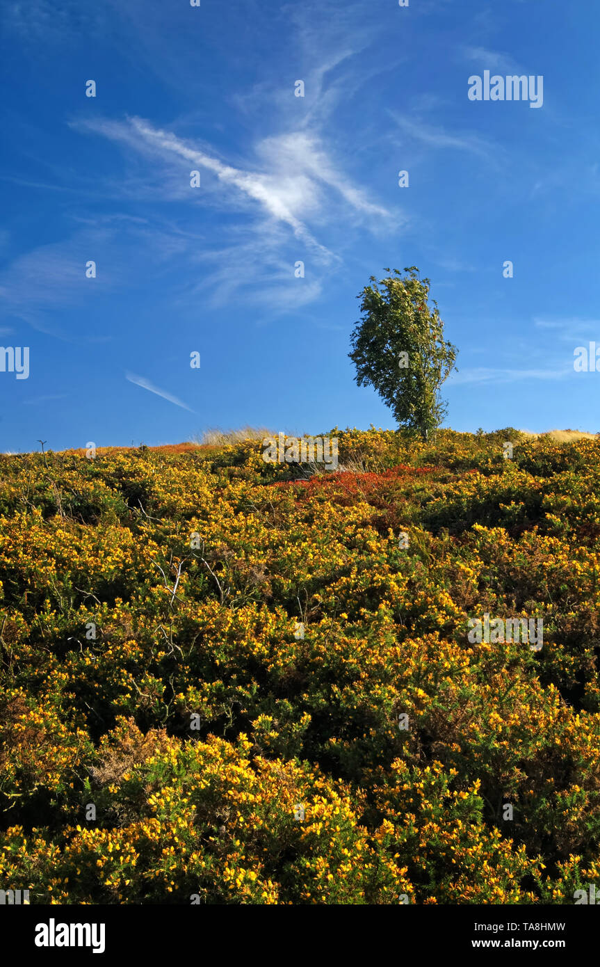 Lone tree reservoir hi-res stock photography and images - Alamy