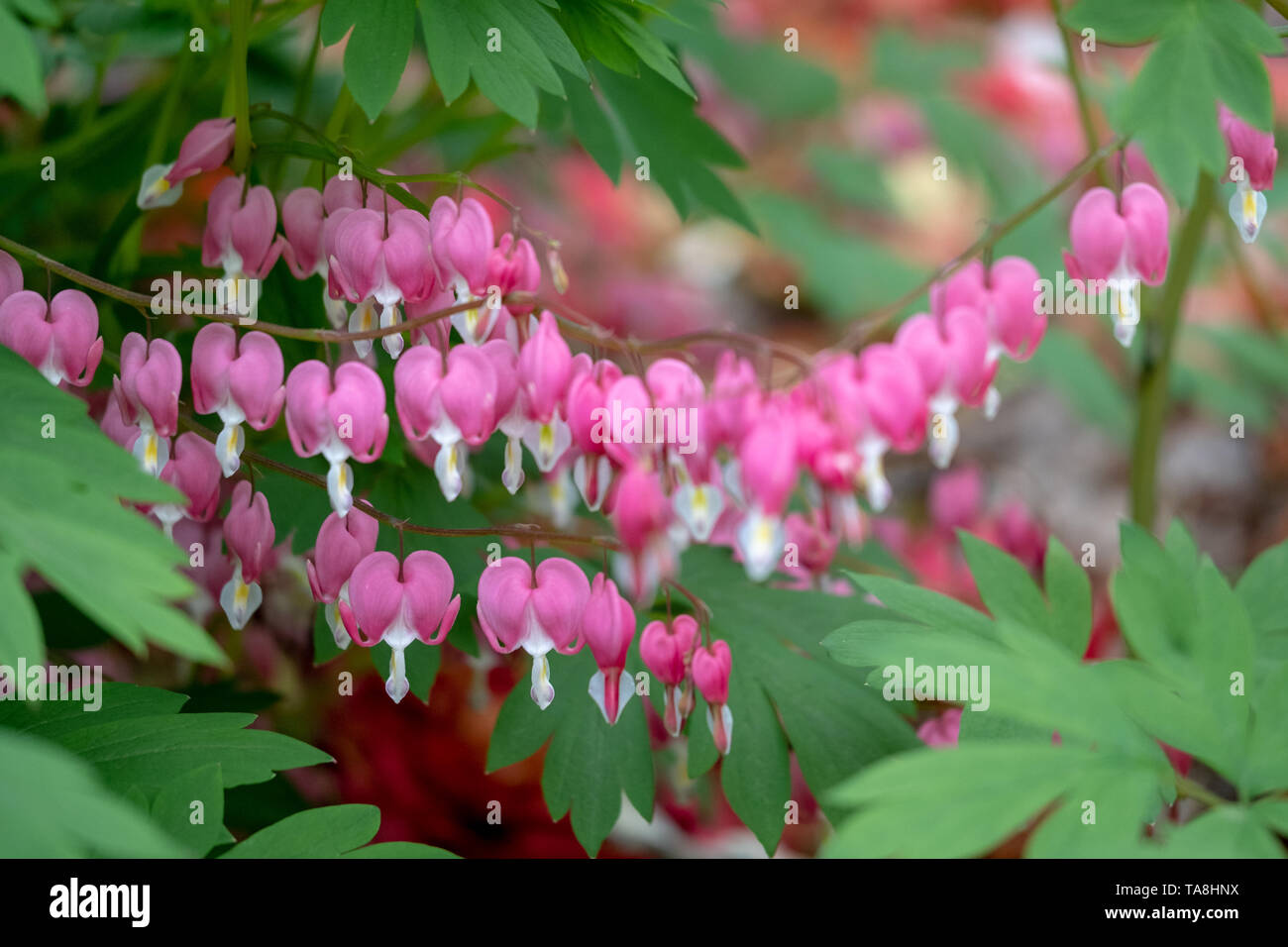 Lyre Flower High Resolution Stock Photography and Images - Alamy