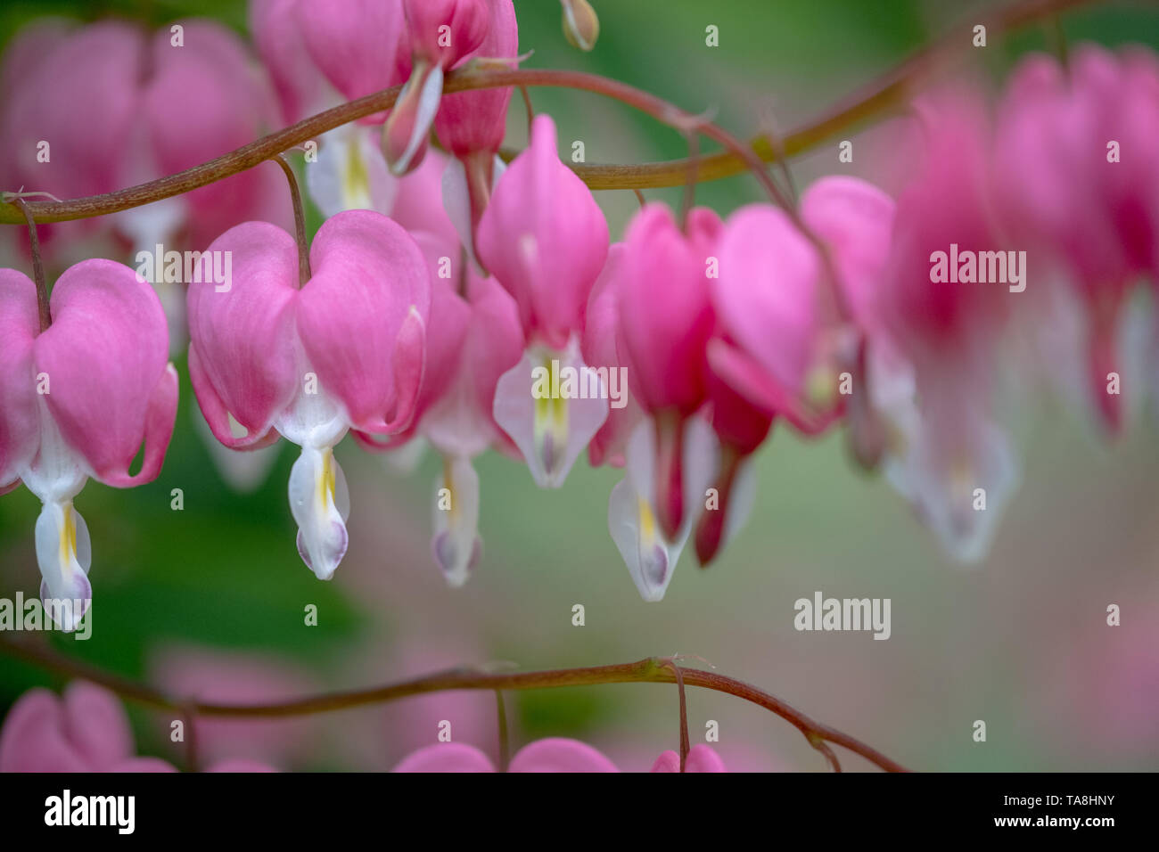 Bleeding hearts, perfect little pink and white flowers in the shape of ...