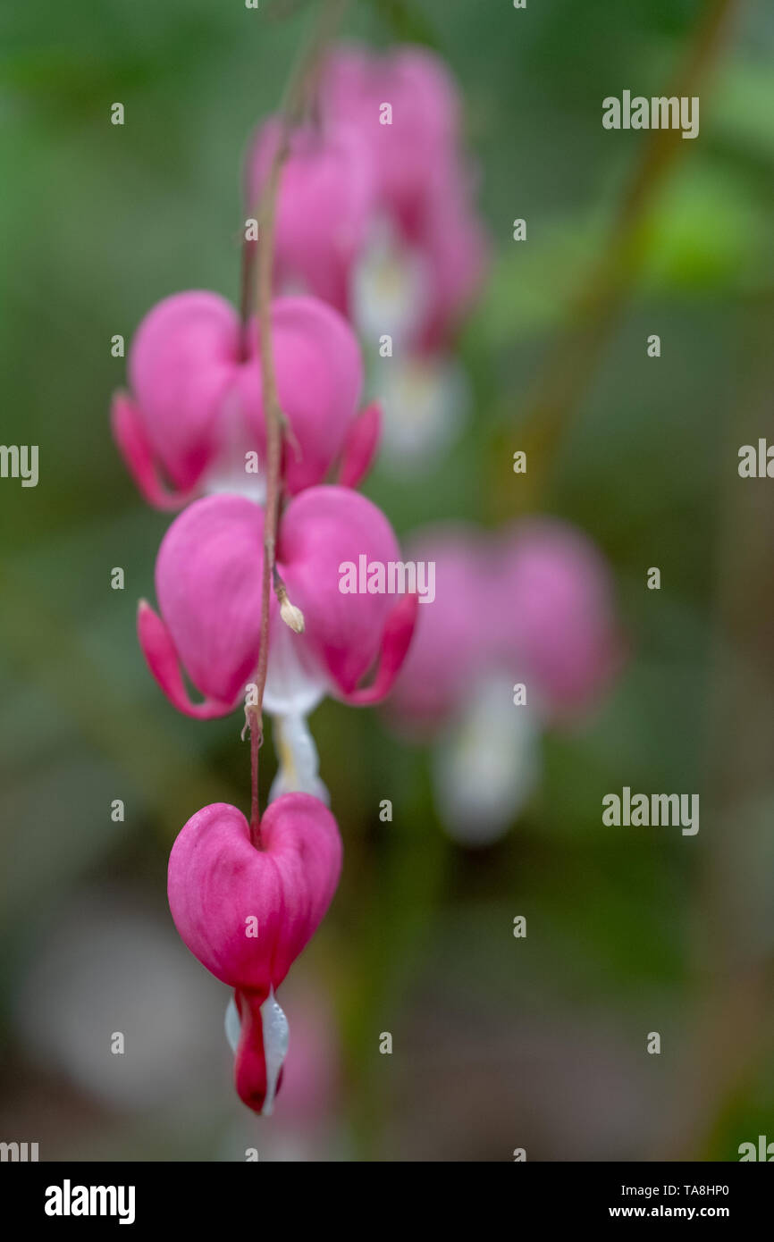 Bleeding hearts, perfect little pink and white flowers in the shape of ...