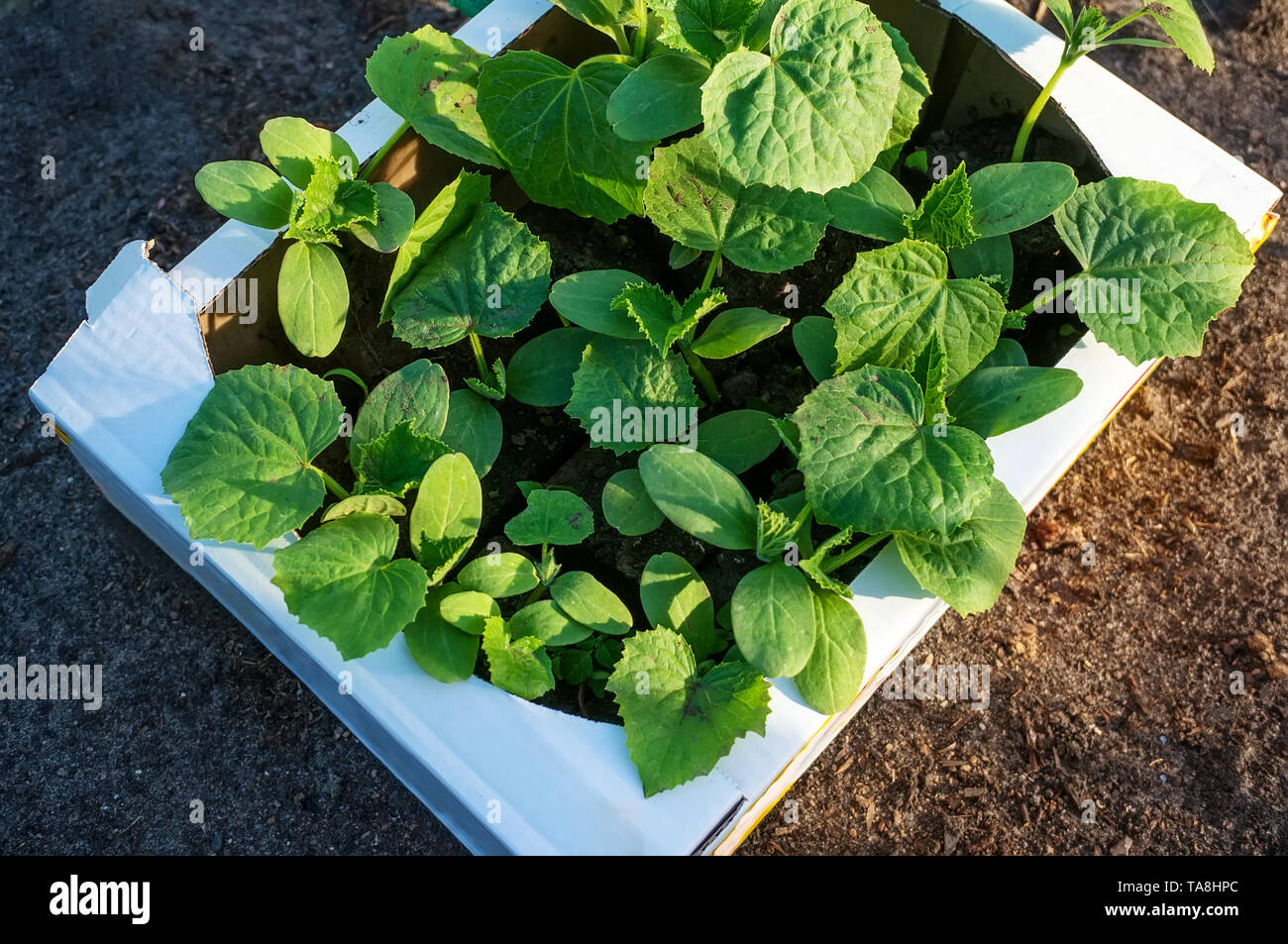 Cucumber planting container hi-res stock photography and images - Alamy