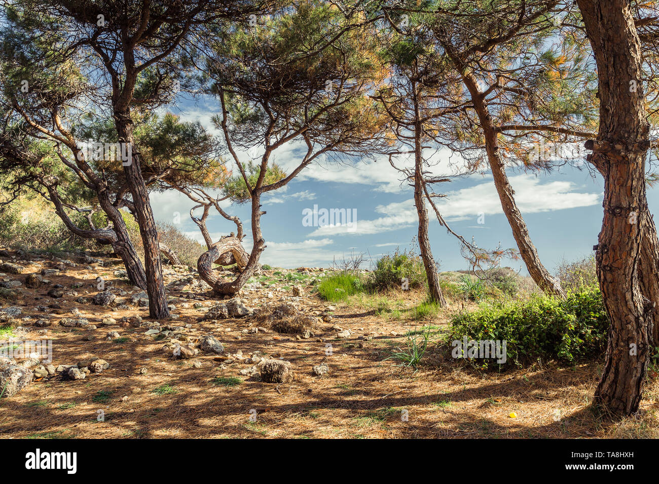 Coniferous Mediterranean Forest in Turkey Stock Photo - Alamy