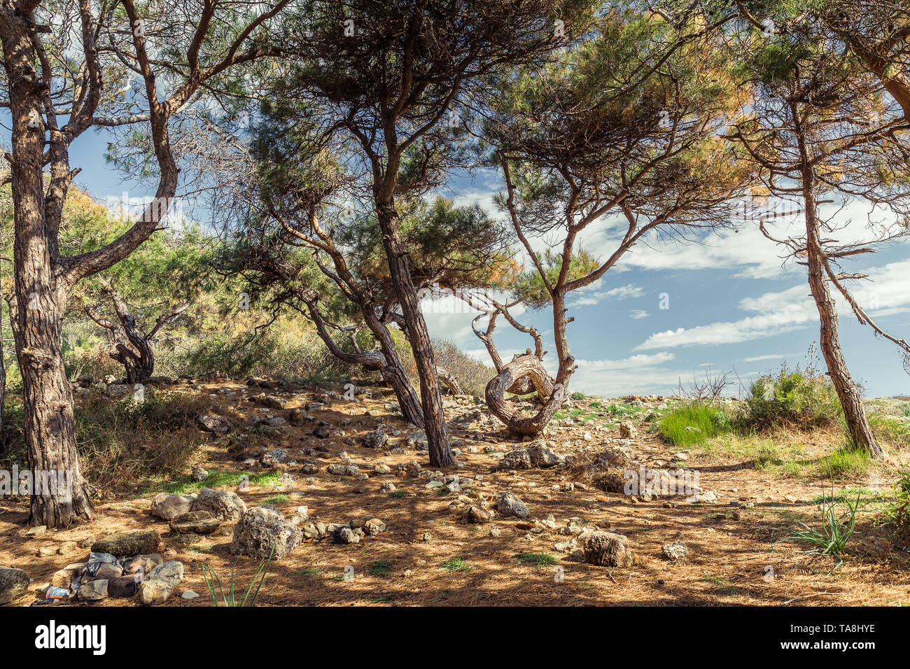 Coniferous Mediterranean Forest in Turkey Stock Photo - Alamy