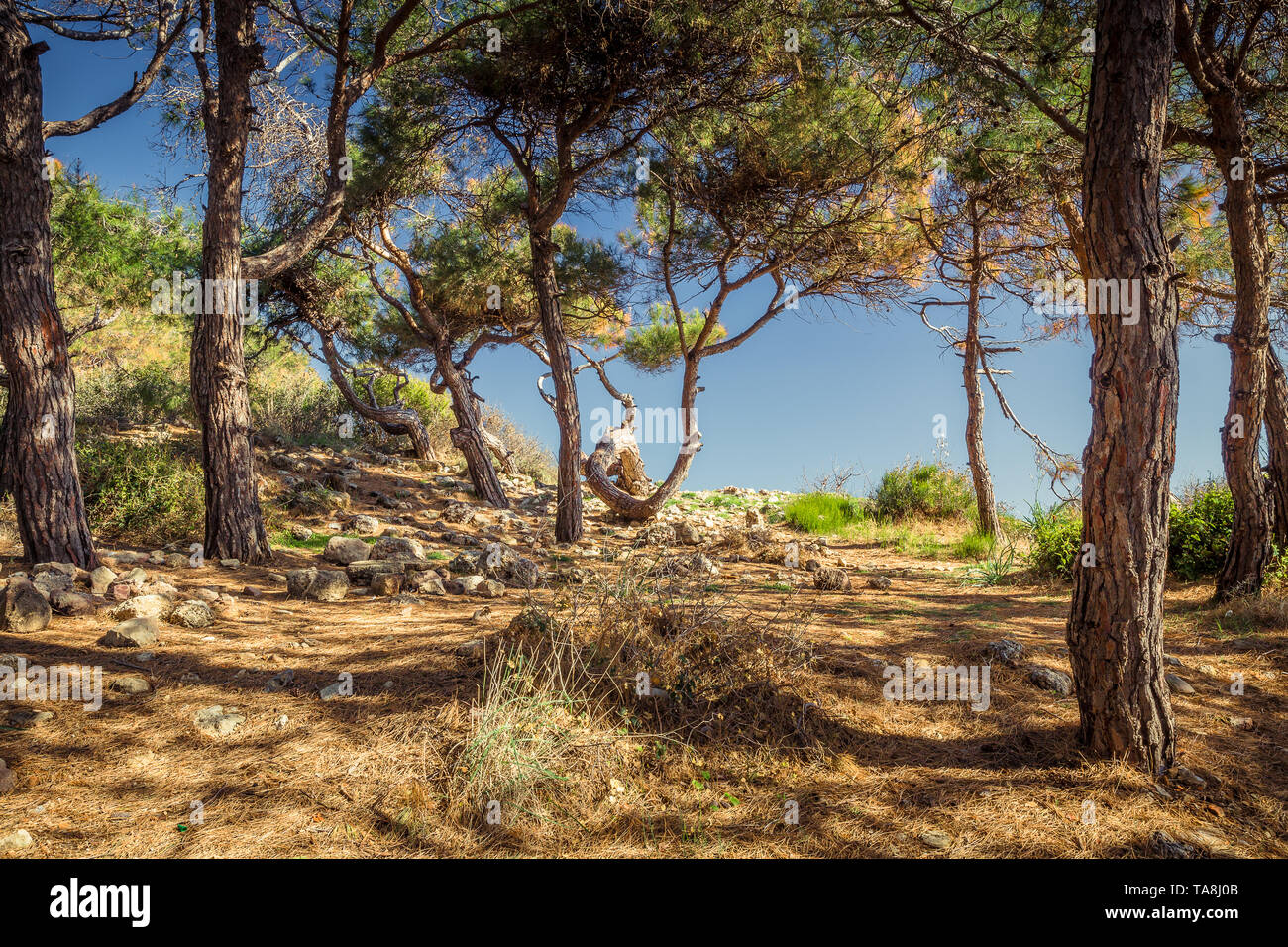 Mediterranean Forest Plants