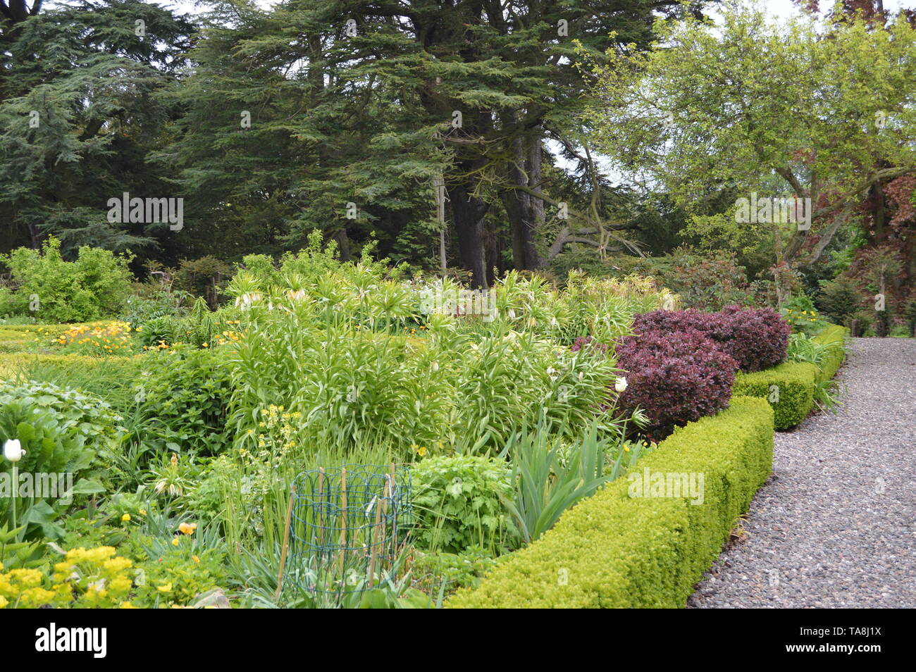 The beautiful formal gardens of Balcarres House, Colinsburgh, Fife ...