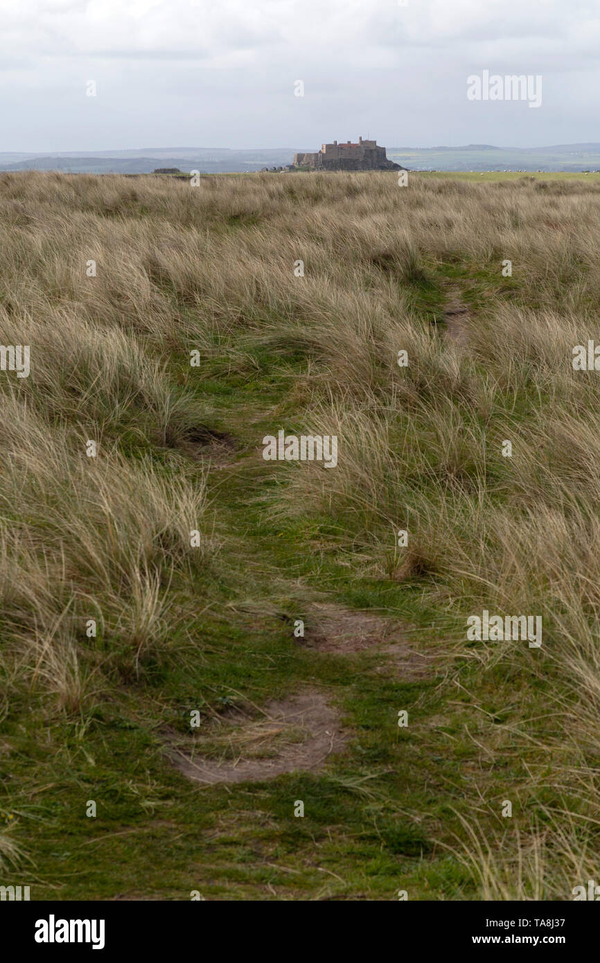 Lindisfarne Castle, built on Beblowe Crag, seen over tussocky grass on ...