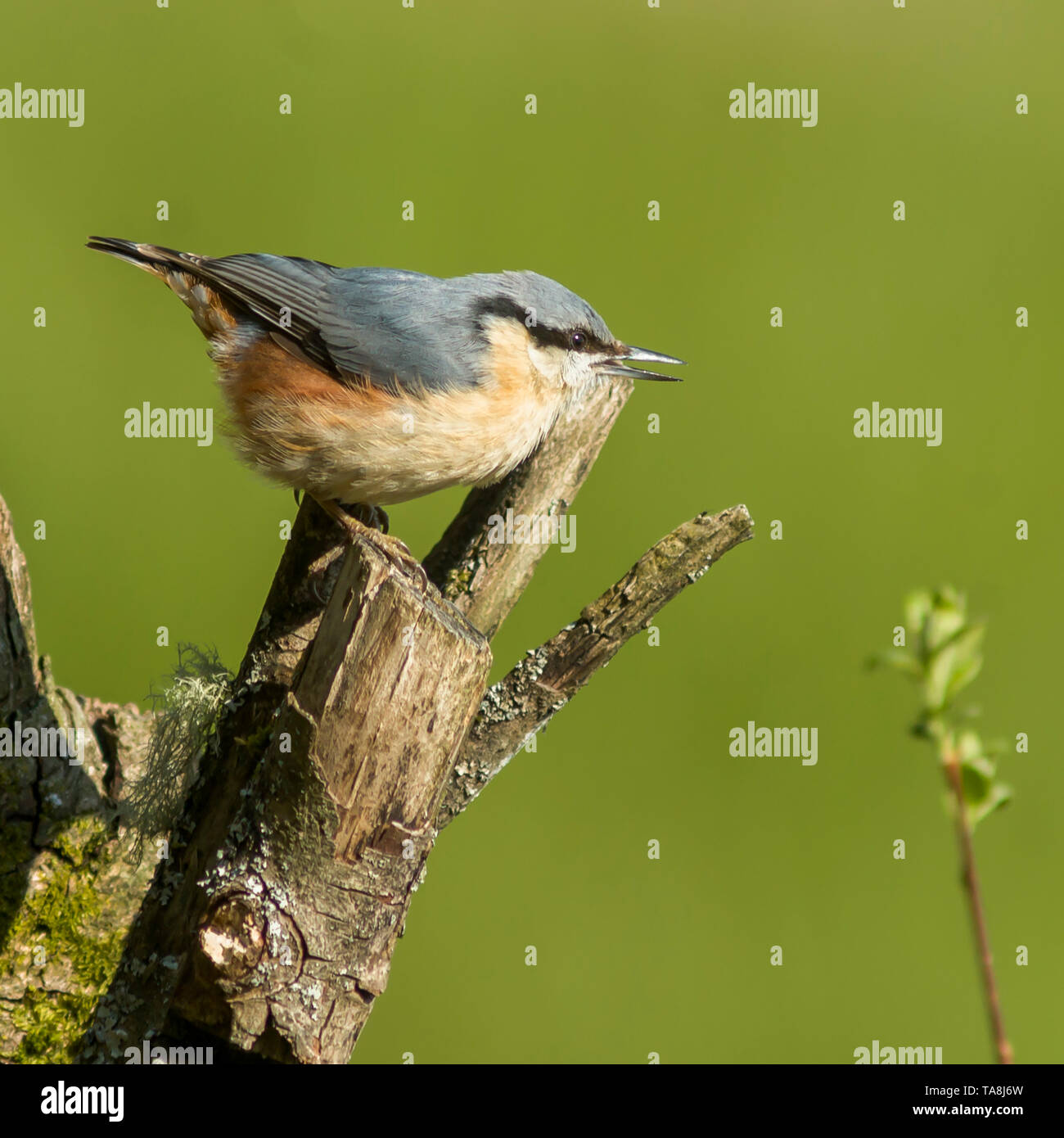 Nuthatch - Sittidae Stock Photo - Alamy