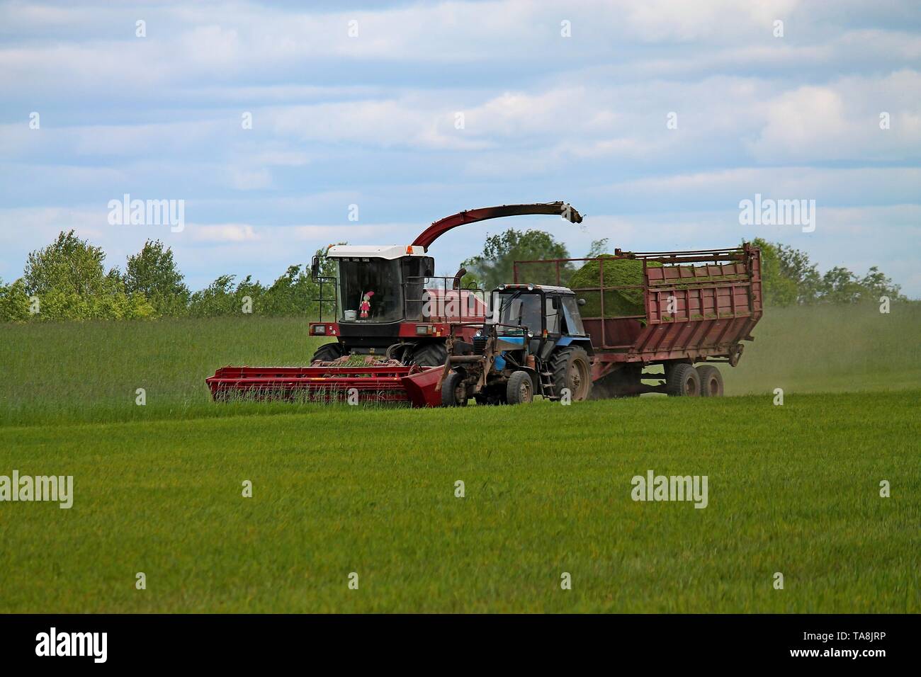 combine harvester harvests near tractor rides. field of ripe grain ...