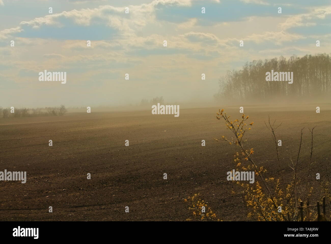 dust storm on the field. on the field sandstorm. strong wind drives the ...