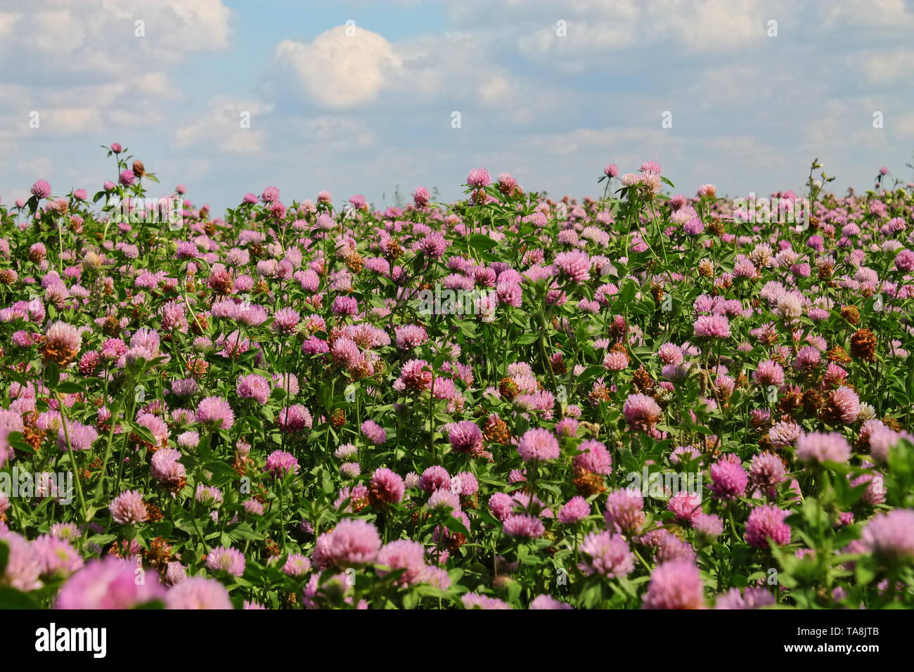 large field with flowering clover. beautiful purple clover flowers ...