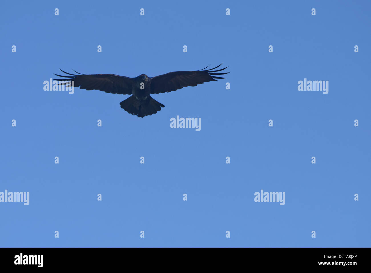Corvus Corone flying Stock Photo - Alamy