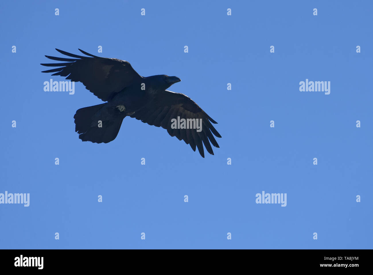 Corvus Corone flying Stock Photo - Alamy