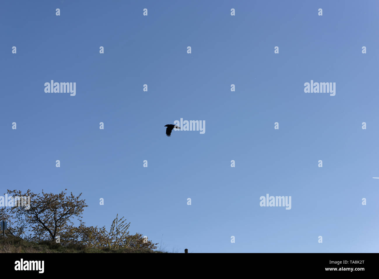 Corvus Corone flying Stock Photo - Alamy