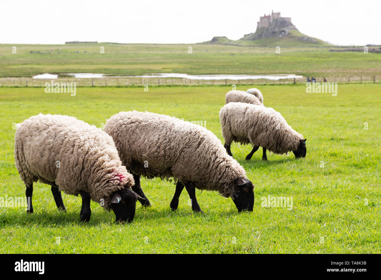 Sheep grazing near Lindisfarne Castle (Holy Island) in Northumberland ...