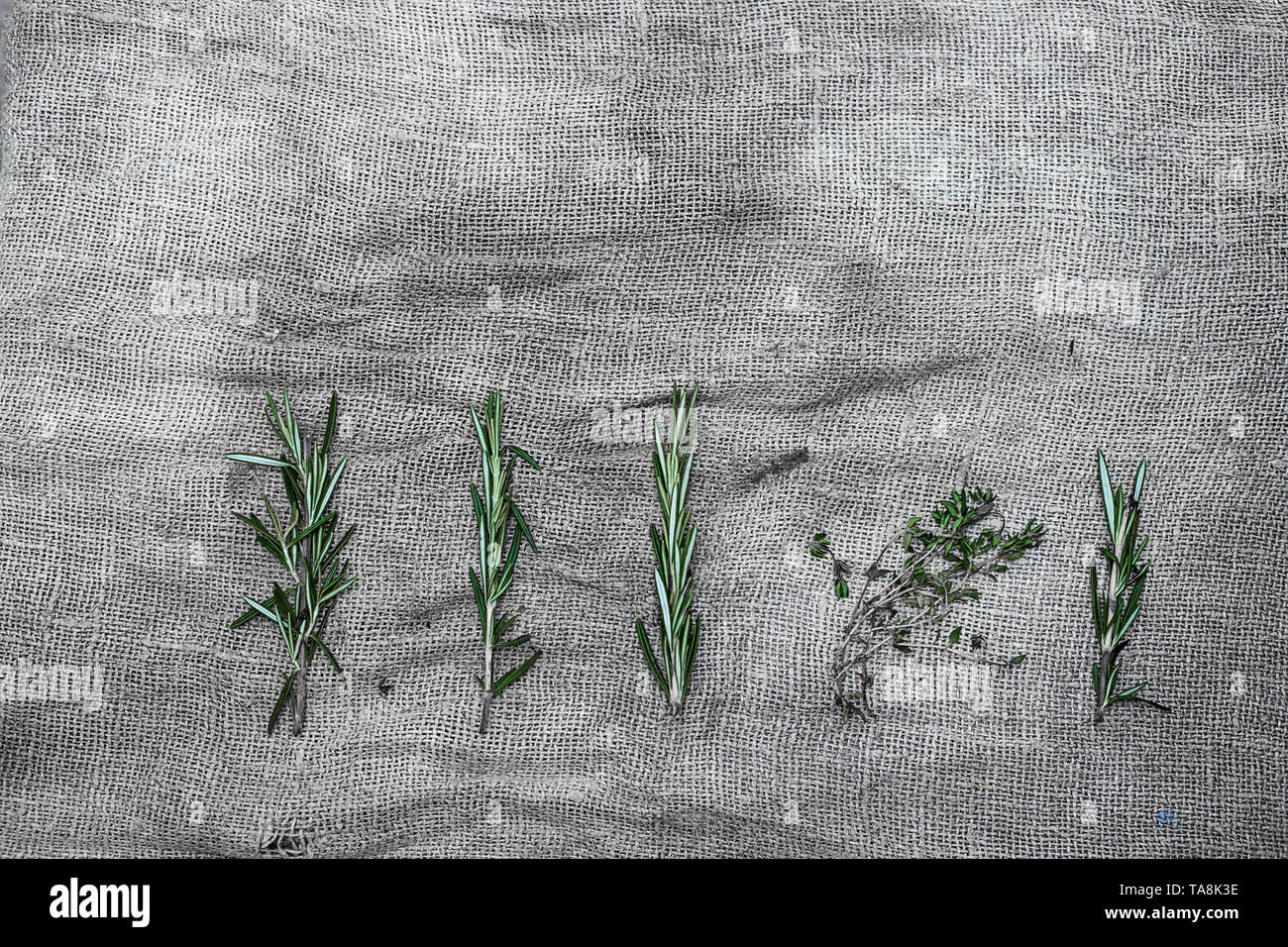 Bundles of fresh herbs spices, on gray linen background. Rosemary ...