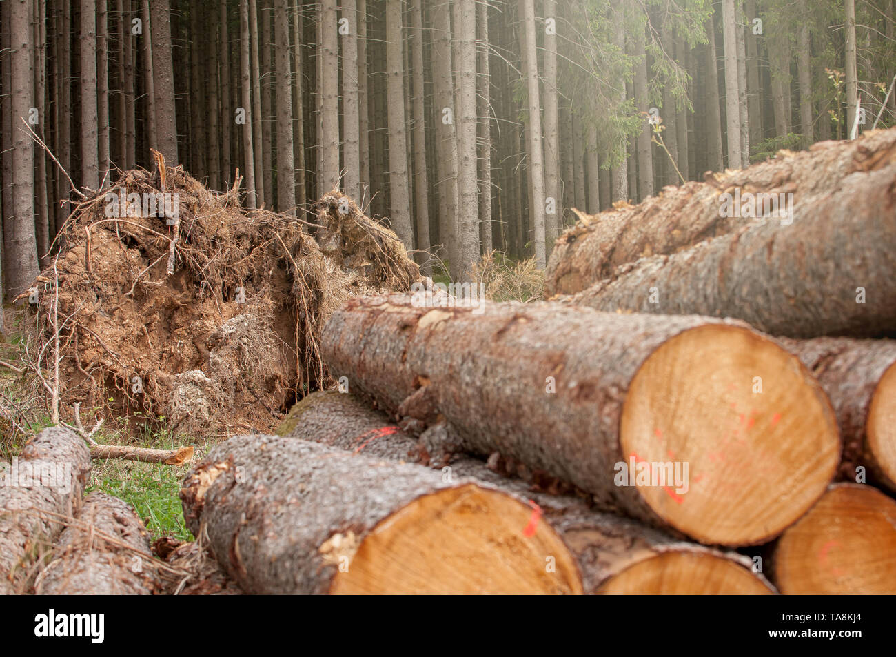 Cuted Wood High Resolution Stock Photography and Images - Alamy