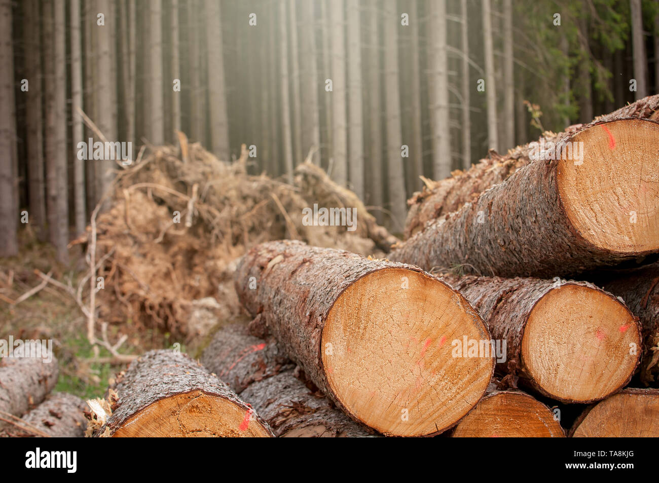 Fresh cut wood in the forest - Germany Stock Photo - Alamy