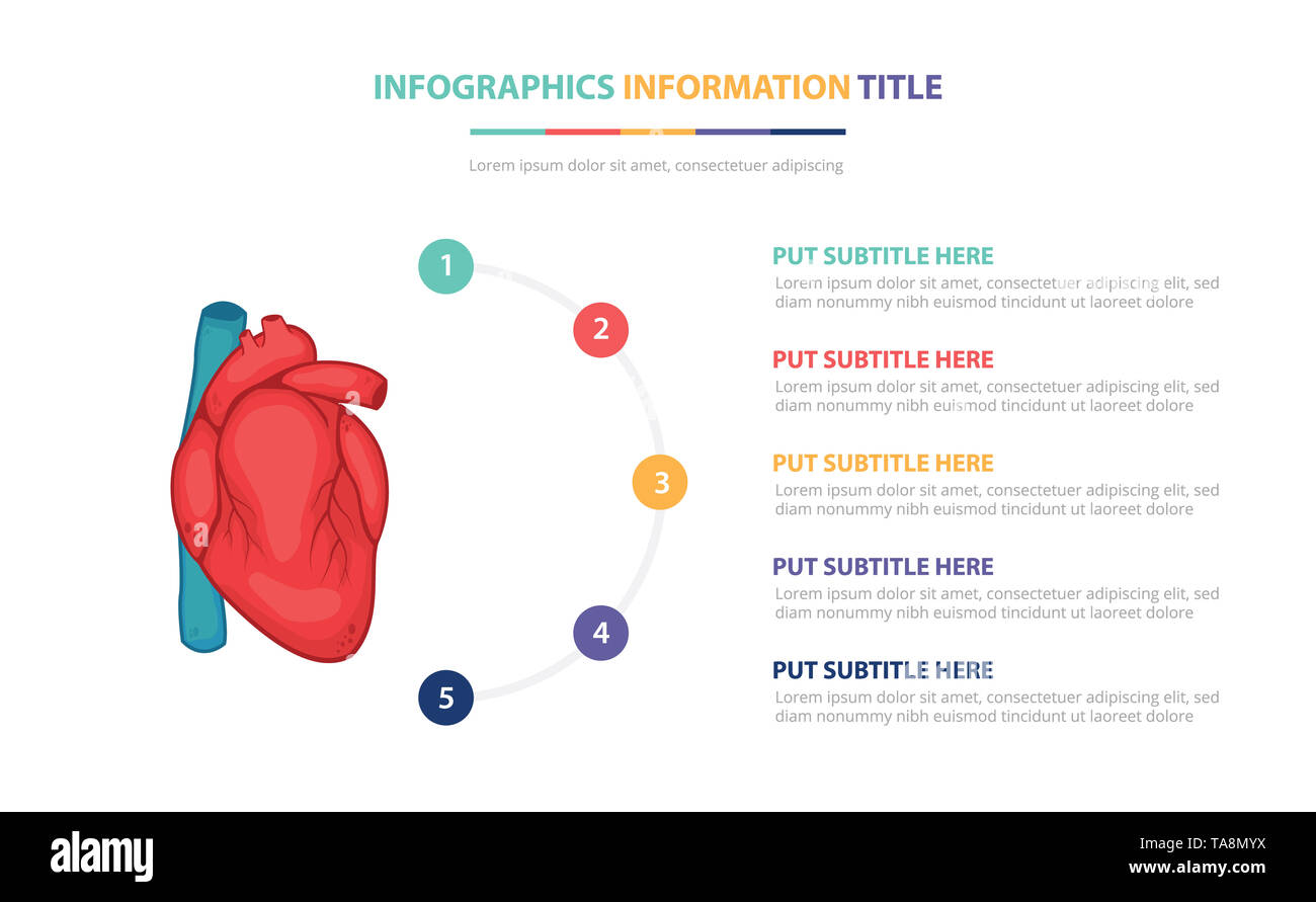 human heart anatomy infographic template concept with five points list ...