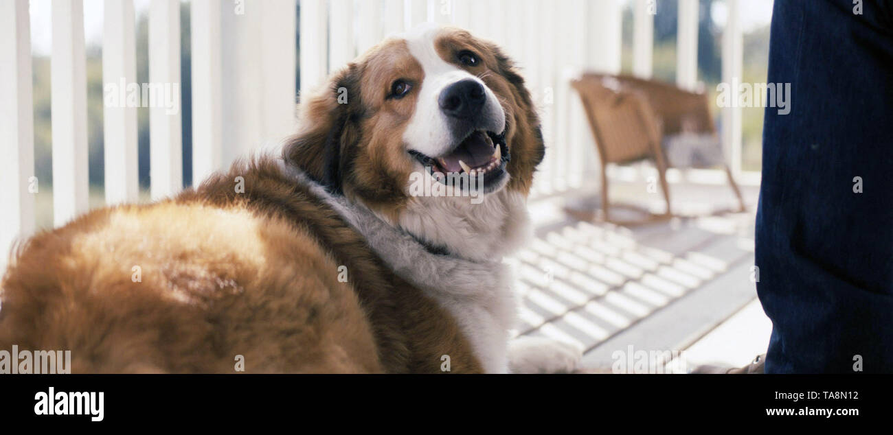 A DOG'S JOURNEY, Bailey (voice: Josh Gad), 2019. © Universal / courtesy ...