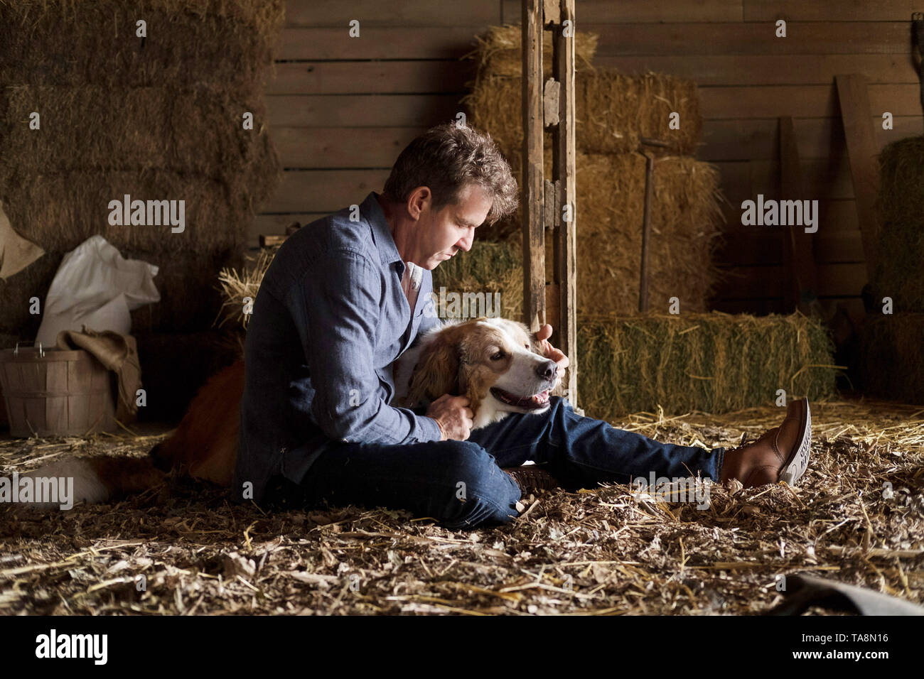 A DOG'S JOURNEY, from left: Dennis Quaid, Bailey the dog as Buddy ...
