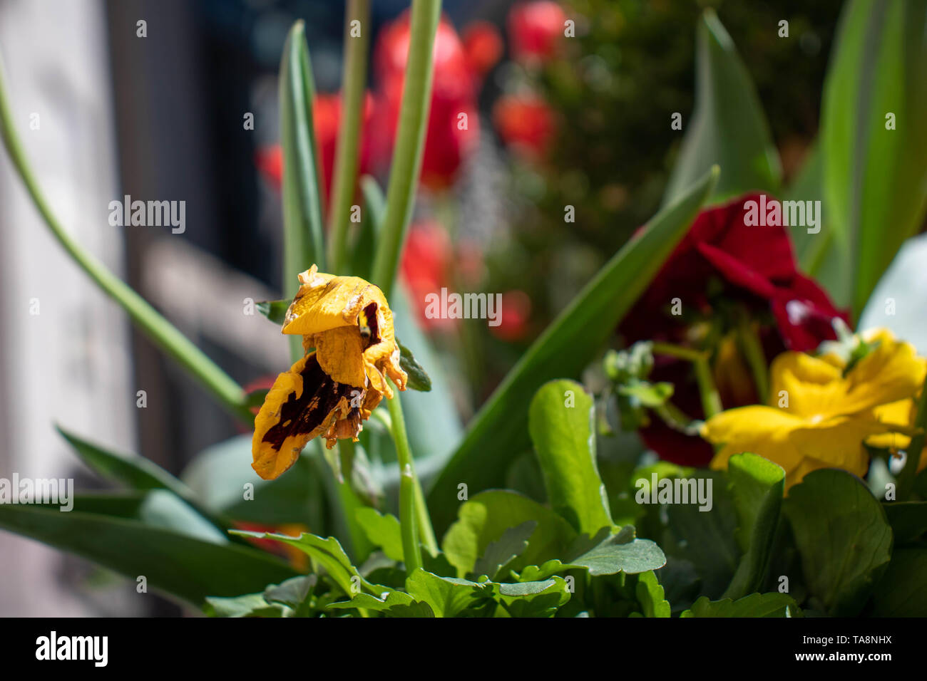 Yellow dying hi-res stock photography and images - Alamy