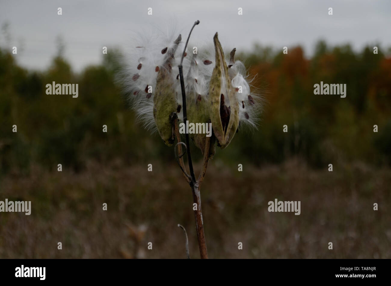 Seeds exploding hi-res stock photography and images - Alamy