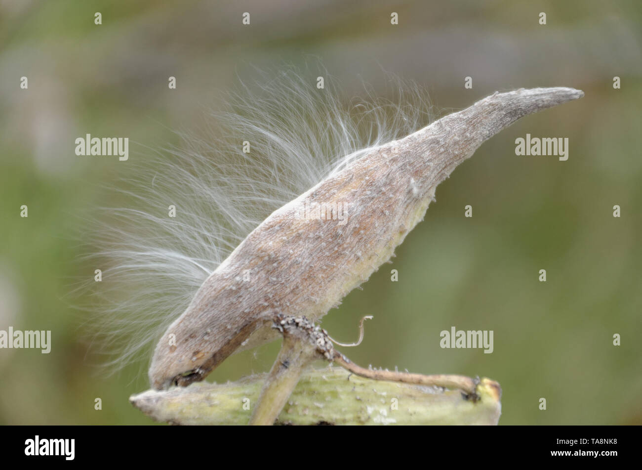 Exploding seed pod hi-res stock photography and images - Alamy
