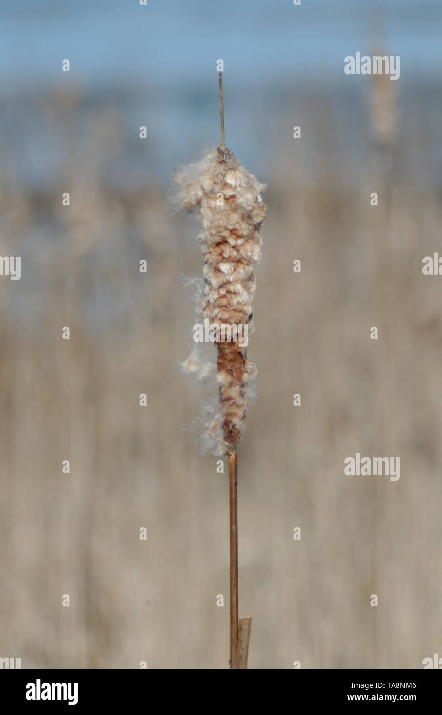 Cattails growing in the wetlands Stock Photo - Alamy