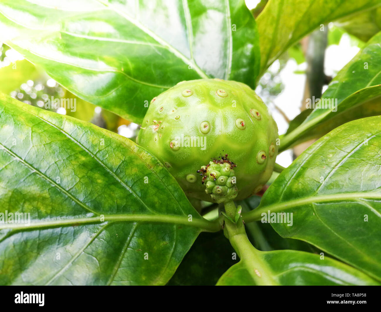 Noni on tree hi-res stock photography and images - Alamy