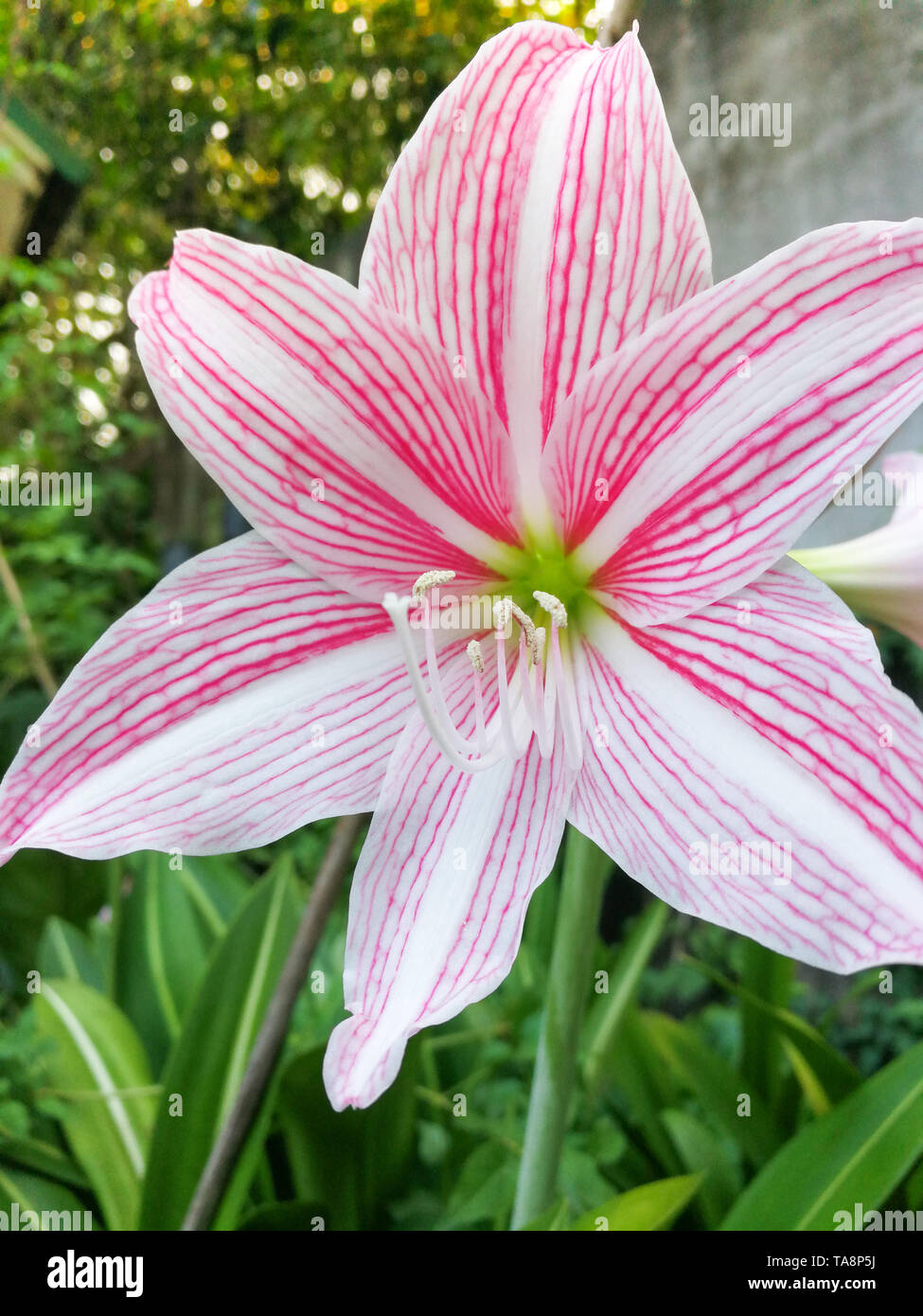 Star lily flower tropical plant blooming in the garden or Pink and ...