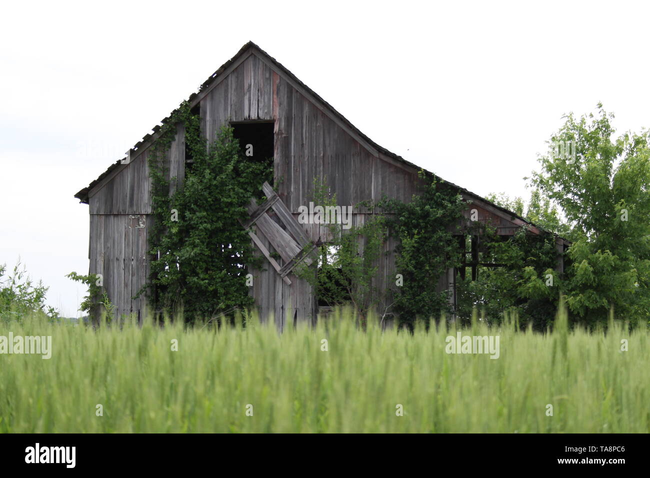 This Old Farm and Wheat Stock Photo - Alamy