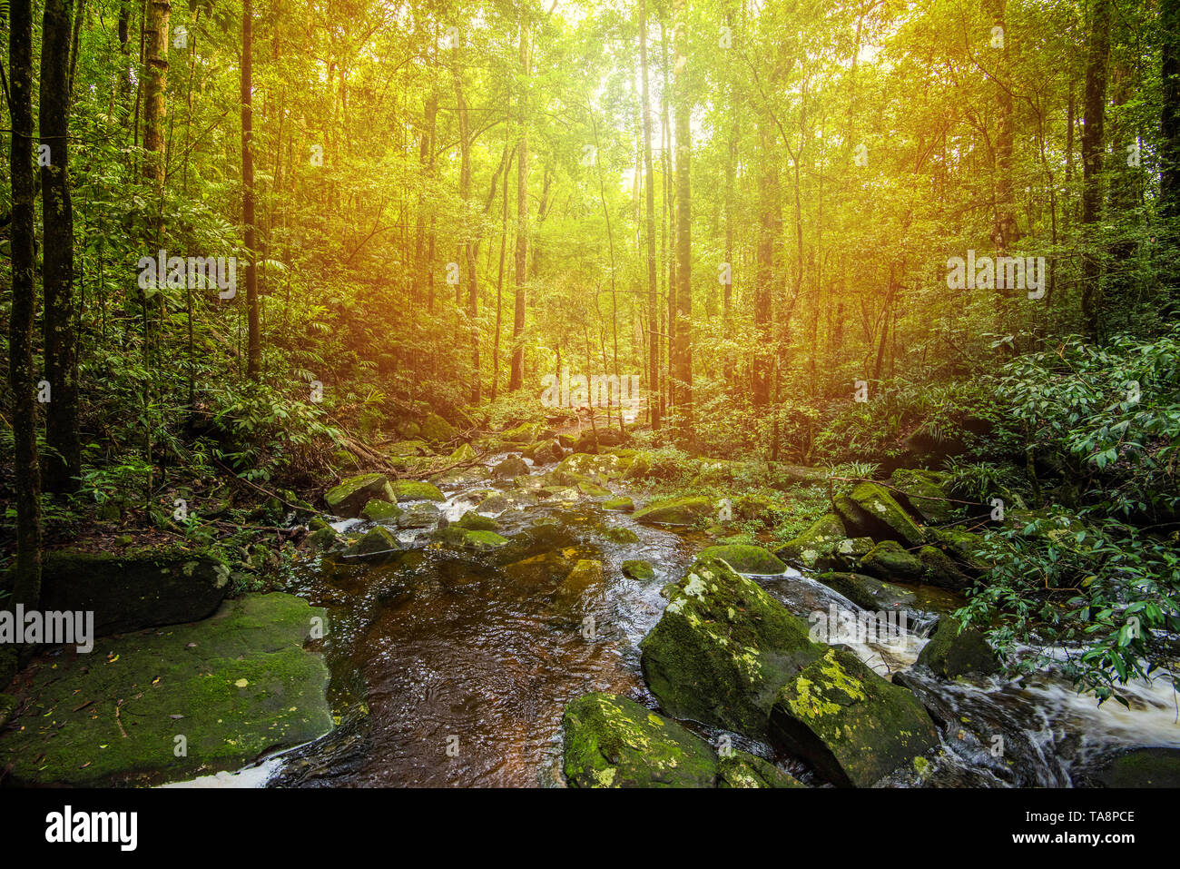 Stream nature green plant tree rainforest tropical jungle small ...