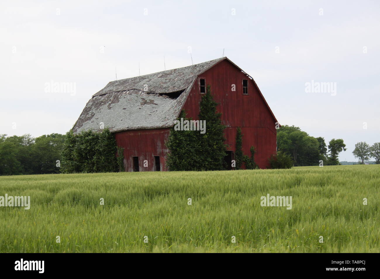 Wheat barn roof hi-res stock photography and images - Alamy